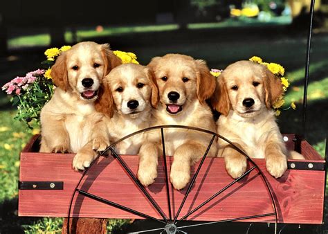 [100 ] Golden Retriever Puppies Wallpapers