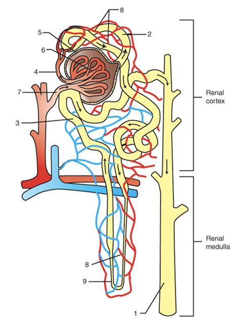 Urinary System Nephron Diagram Diagram Quizlet