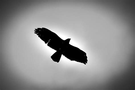 Common Buzzard Nature Free Photo On Pixabay Pixabay