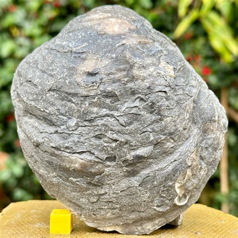 Giant Gryphaea Fossil Bivalve Oxford Clay Redcliff Point Etsy