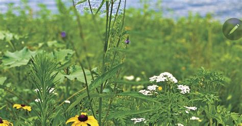 Garden Views Restoring Buffer Zones For Lakes And Rivers Local News