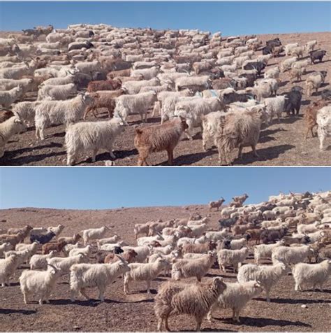 Ноолуур сайтай өвөл онд сайн орсон цагаан голдуу шүдлэн хязаалан