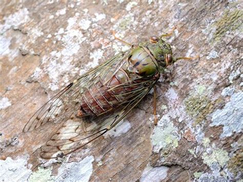 Pomponia Orientalis · Inaturalist