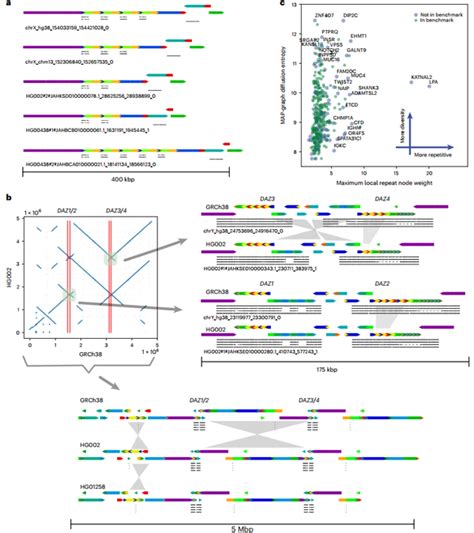 Nat Methods 新泛基因组研究工具包PGR TK可在多种尺度上分析重复 临床相关复杂基因变异 知乎