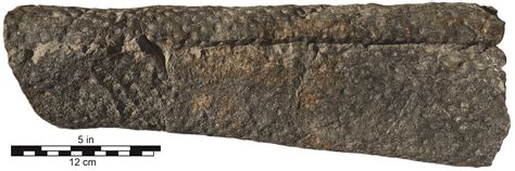 Fossil Of The Month Stigmaria