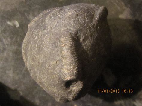 Bivalve Fossil Hunting Trips The Fossil Forum