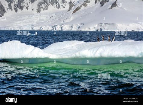 Gentoo Penguins On An Iceberg In Their Natural Habitat In Antarctica