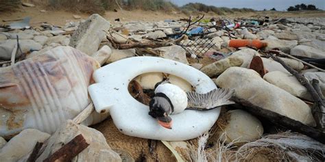 Pollution Des Océans Chaque Minute Léquivalent Dun Camion Poubelle