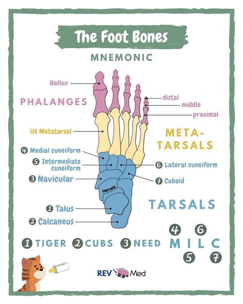 Tarsals Bones Diagram