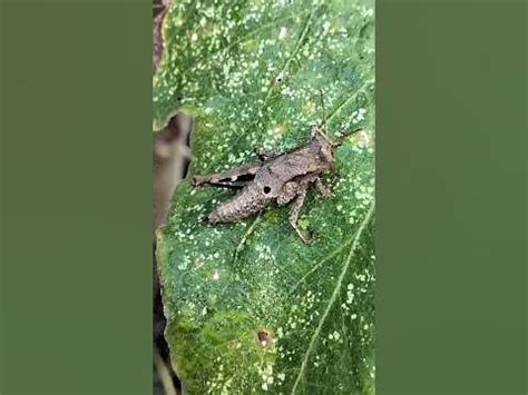 Ang Brown Tipaklong Grasshopper Shorts Youtube