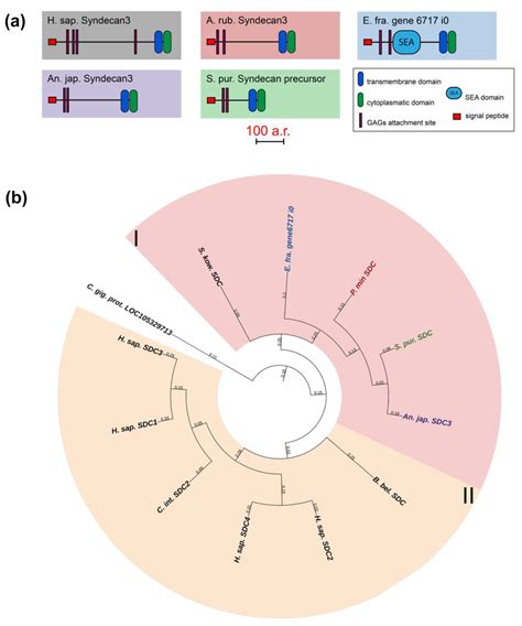Extracellular Matrix Of Echinoderms