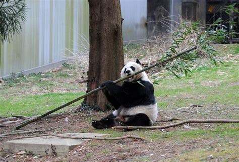 Dc National Zoo Has Zero Pandas For The First Time Since 2000