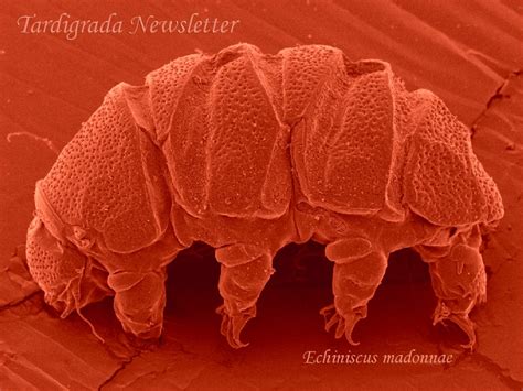 Meet Echiniscus Madonnae