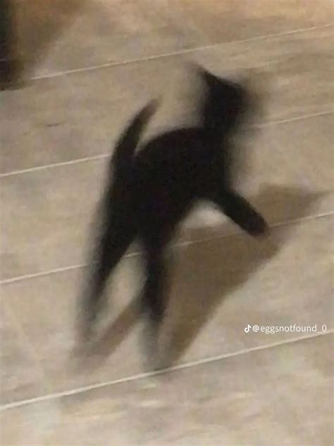 Blurry Image Of A Cat