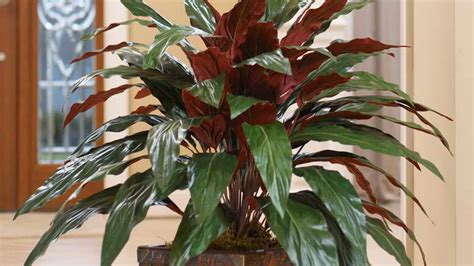 Топ 17 комнатных растений которым не нужен свет Агрофирма СибНИИРС