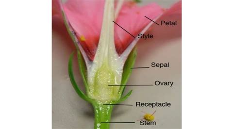 Different parts of flower. Sepal Petal Stamen Pistil Stigma | PPTX ...