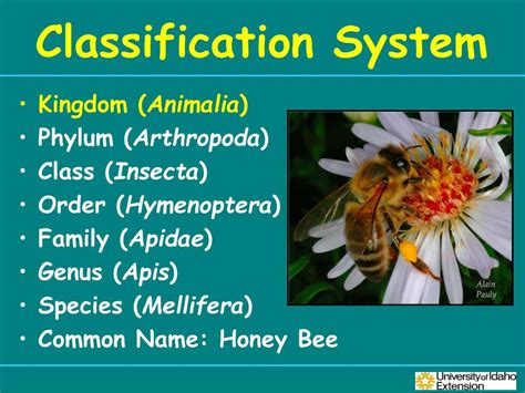 Ppt Insect Id And Management Powerpoint Presentation Free Download