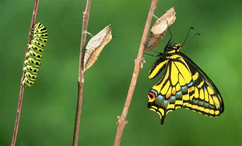 Principle 14 Take Action To Accomplish The Transformation