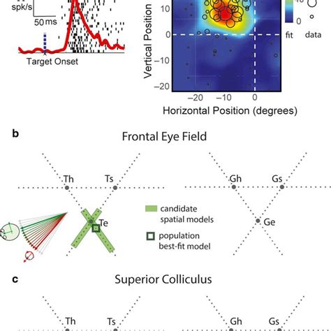 Spatial Models In Gaze Control A The Location Of The Peripheral