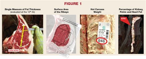 Yield Grading Outdated Time To Modernize Drovers