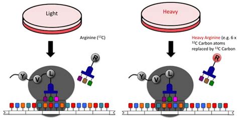 Proteomics Itraq And Protein Silac Service Creative Proteomics