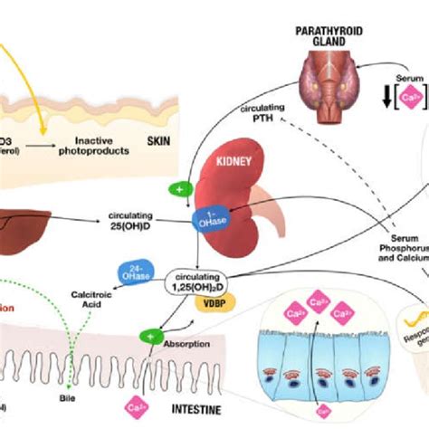 Vitamin D And Calcium Phosphorus And Bone Metabolism Vitamin D Is