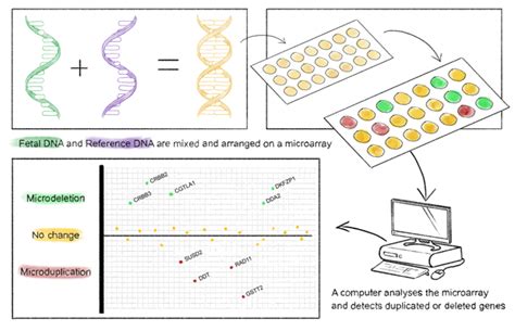 Genetic Tests That Give A Diagnosis A Definite Yes No Answer