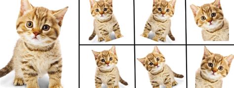 Automating Data Augmentation Enlarge Your Dataset