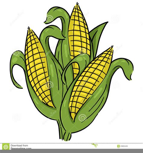 Free Clipart Of Corn Stalks Free Images At Vector Clip