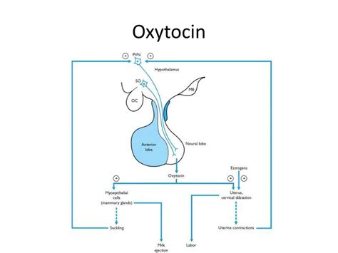 Ppt The Hypothalamo Pituitary Axis Powerpoint Presentation Free