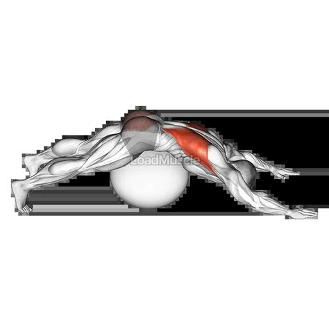 Exercise Ball Lower Back Prone Stretch Exercise Guide Loadmuscle
