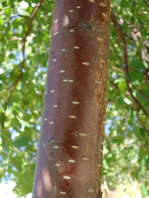 Red Barked Birch Tree