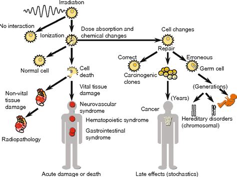 Biological Effects Of Ionizing Radiation Semantic Scholar