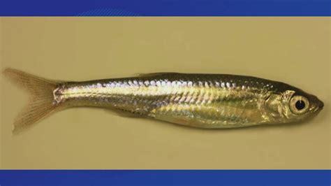 Usace Begins Work On 700 Feet Fish Passage