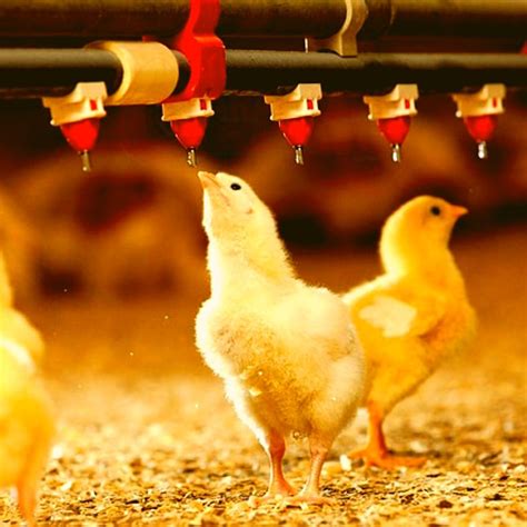 Automatic Drinking System Alsarayjiae