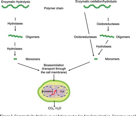 Figure 5 From Biodegradation Of Biodegradable Polymers In Mesophilic