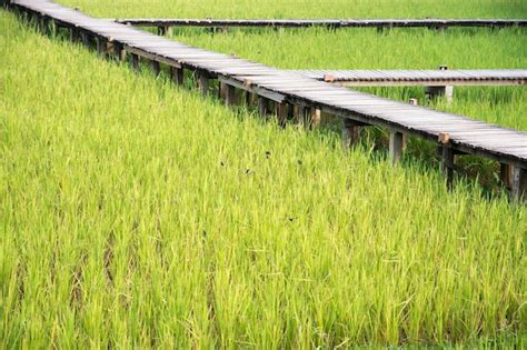 Premium Photo Crops Growing On Field