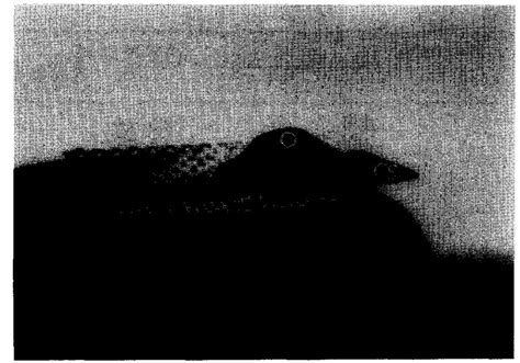 Figure 3 In Vitro Assessment Of Bioadhesion For