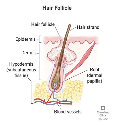 Human Hair Structure Diagram