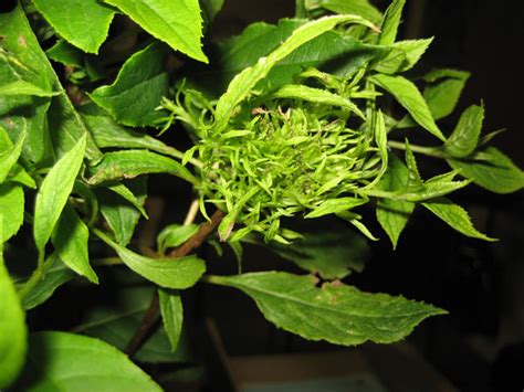 Whats Wrong With My Plant Garden University Of Minnesota Extension