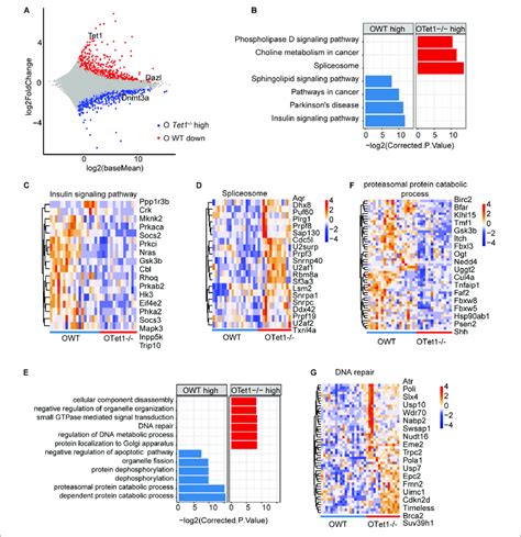 Differential Gene Expression Of Old Tet1 −− And Wt Oocytes A