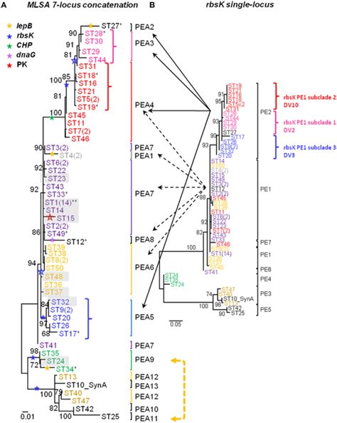 A Like Synechococcus Phylogenies Based On Maximum Likelihood Analysis Download Scientific