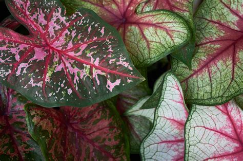 Variegated Plants