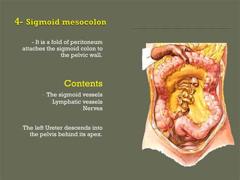 Transverse Mesocolon Pancreas