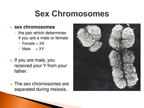 Ppt Cell Division Powerpoint Presentation Free Download Id4234328