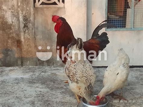 ගම් කිකිලියන් In Kalutara City Ikman