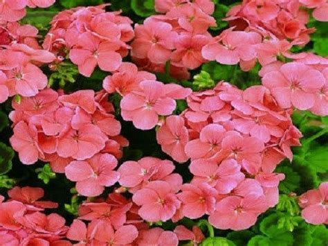 15 Geranium Film Coated Multibloom Salmon Multi Bloom Geranium Seeds