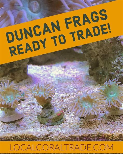 Duncan Frags For Your Reef Tank