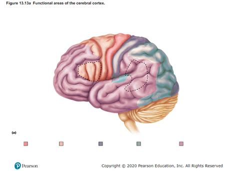 A Lab Diagram Of Function Areas Of Cerebral Cortex Diagram Quizlet