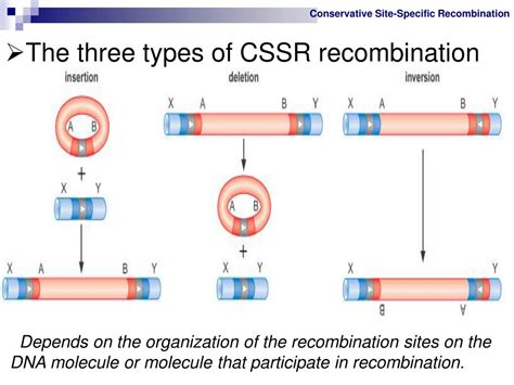 Ppt Site Specific Recombination And Transposition Of Dna Powerpoint Presentation Id3547138